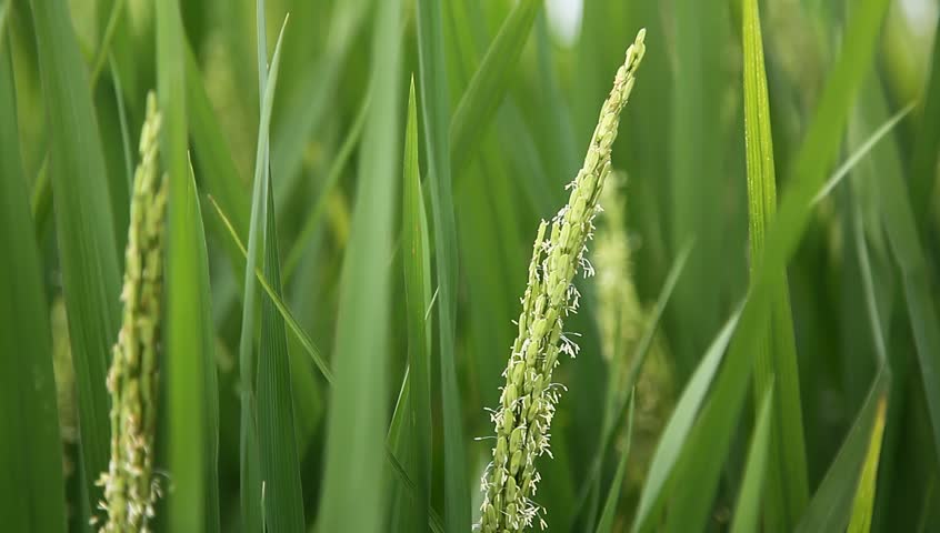 Blooming Rice Flower In Summer In South East China, Rice Start Blooming ...