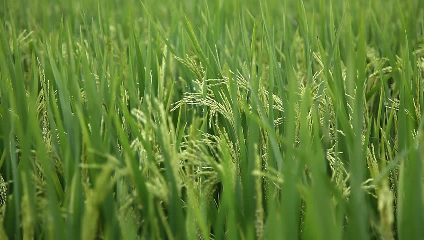 Blooming Rice Flower in Summer Stock Footage Video (100% Royalty-free ...