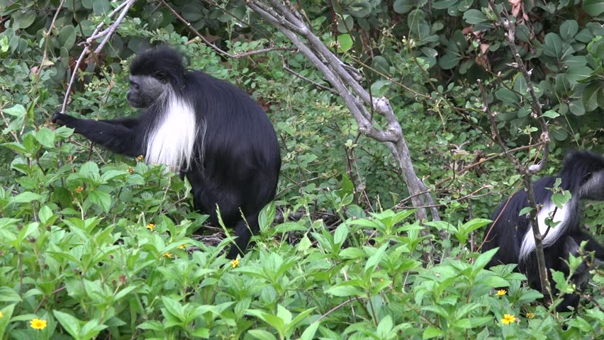 Colobus image - Free stock photo - Public Domain photo - CC0 Images