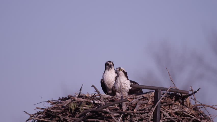 Pair of Osprey in the nest image - Free stock photo - Public Domain ...