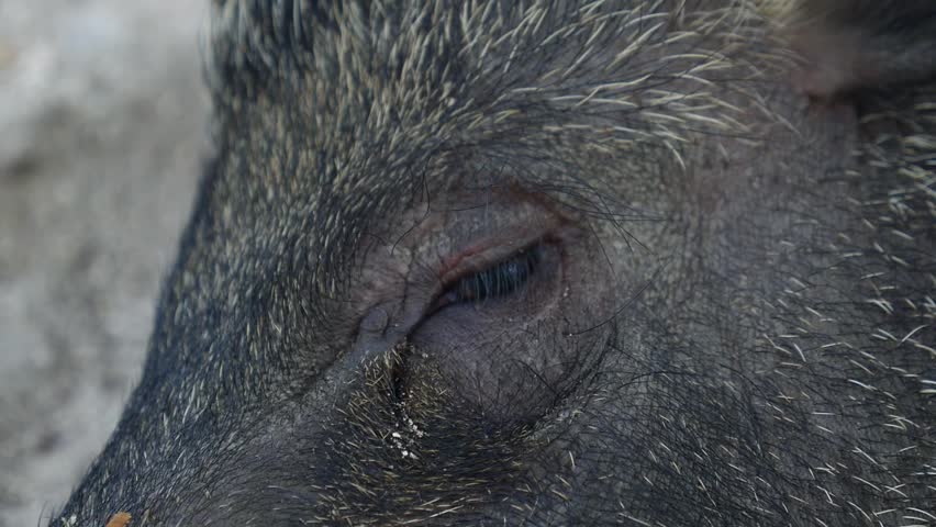 Wild Boar Eye Closeup. Hd, Stock Footage Video (100% Royalty-free ...