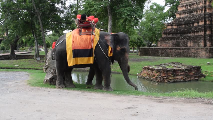 Elephant Stock Footage Video | Shutterstock
