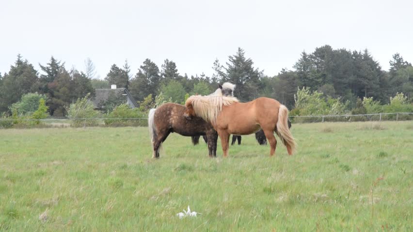 Two Horses Galloping out in the Wild image - Free stock photo - Public ...