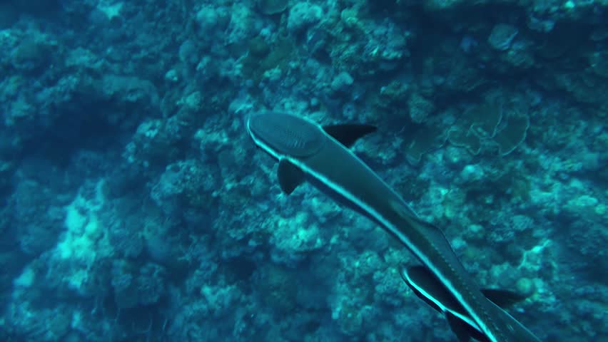 Close up of a Remora Stock Footage Video (100% Royalty-free) 2812174 ...