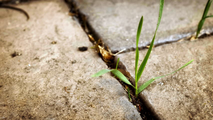 Weed in the ground image - Free stock photo - Public Domain photo - CC0 ...