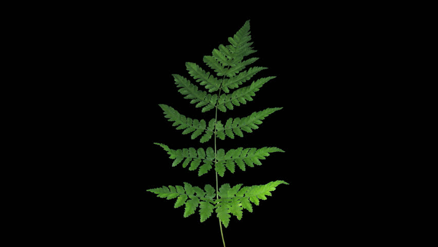 Time-lapse Of Drying Fern Leaves 3a3 In RGB + ALPHA Matte Format ...