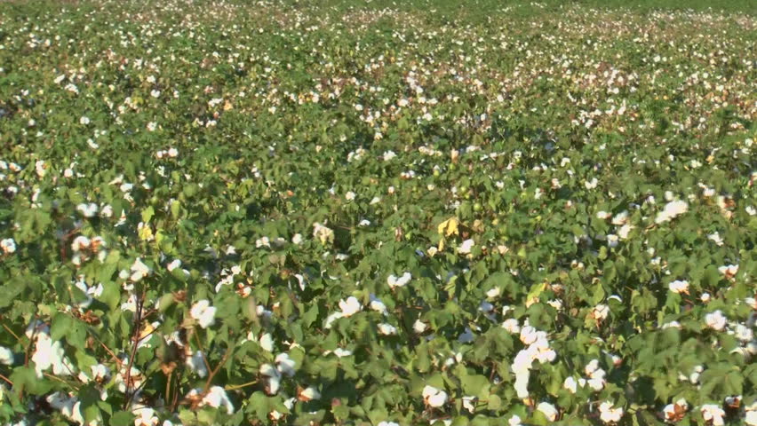 Blooming Cotton Grows in Lush, Stock Footage Video (100% Royalty-free ...