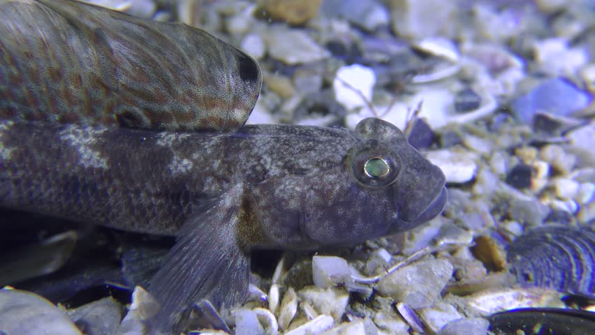 Reproduction Of Fish Goby (Gobius Sp.): Caviar, Inside The Eggs Are ...