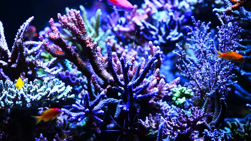 Stony Coral Slow Motion Stock Footage Video (100% Royalty-free ...
