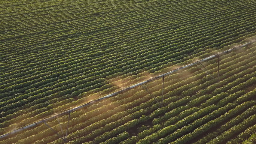 Green Soybean Field Aerial Footage Stock Footage Video 18549446 ...