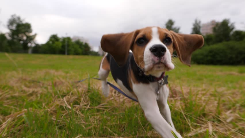 Cute And Funny Beagle Puppy Run By Grass Field, Chase Moving Camera ...