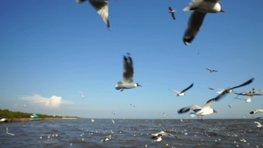 Birds Flying Stock Footage Video | Shutterstock