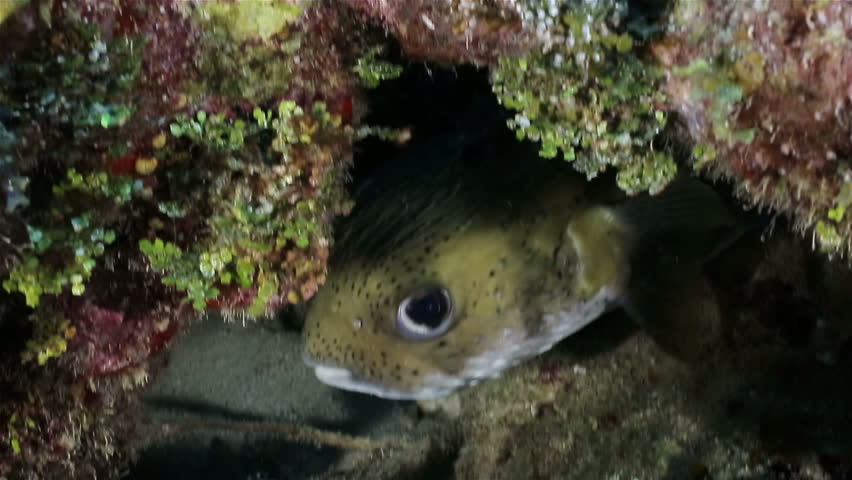 Spiny Pufferfish - Diodon holocanthus image - Free stock photo - Public ...