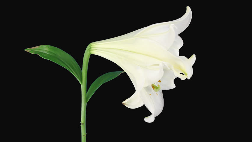 Time Lapse Sequence Of White Lily Withering Dying On Black Background ...