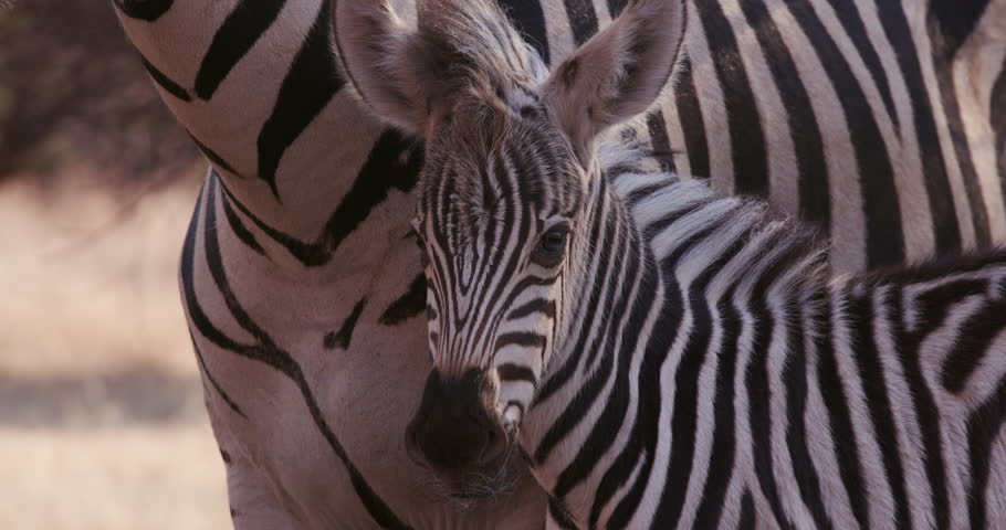 Zebra Swishing His Tail To Keep The Flies Away From His Hind-quarters ...