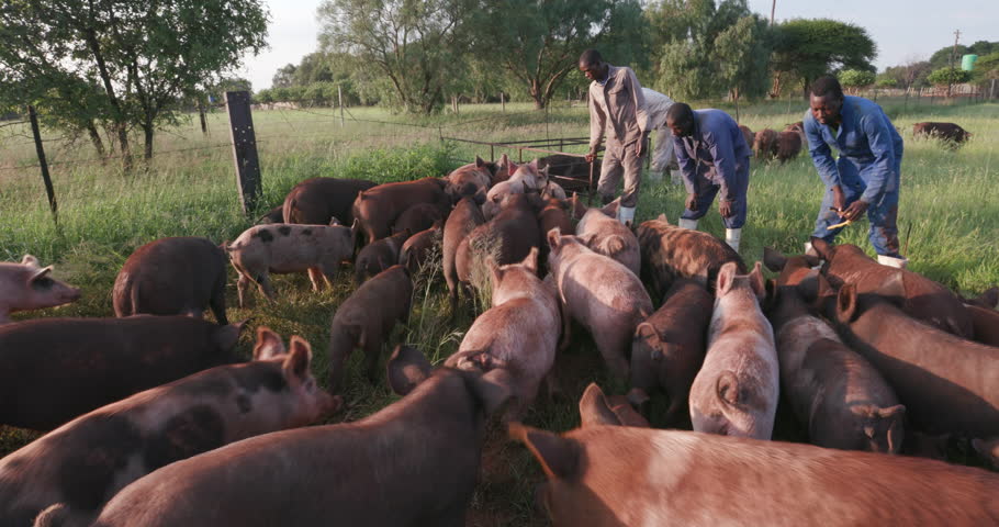 Workers Counting Pigs On a Stock Footage Video (100% Royalty-free ...