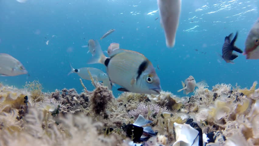 Fish Eating On Seabed Description: Fish Eating Shells On The Seabed ...
