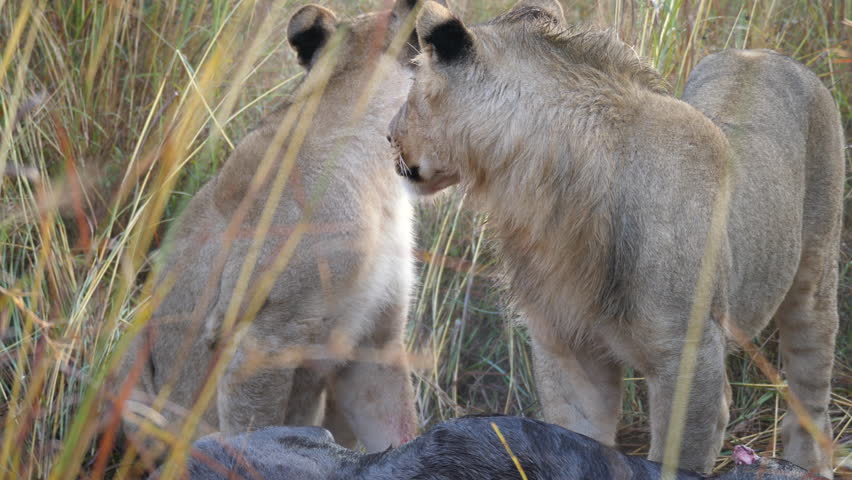Lion Cubs Eating from a Stock Footage Video (100% Royalty-free ...