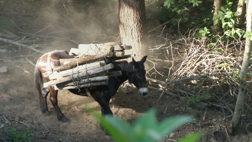 Working Animal Mule Carrying Heavy Stock Footage Video (100% Royalty ...