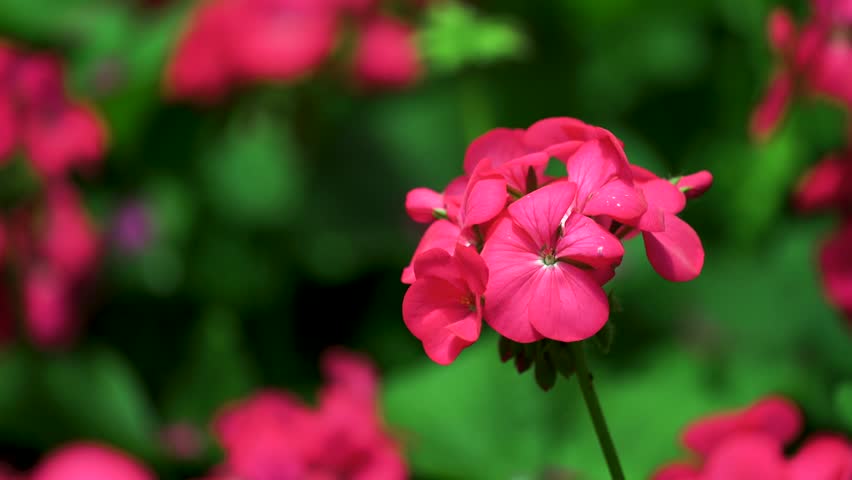 Geranium image - Free stock photo - Public Domain photo - CC0 Images