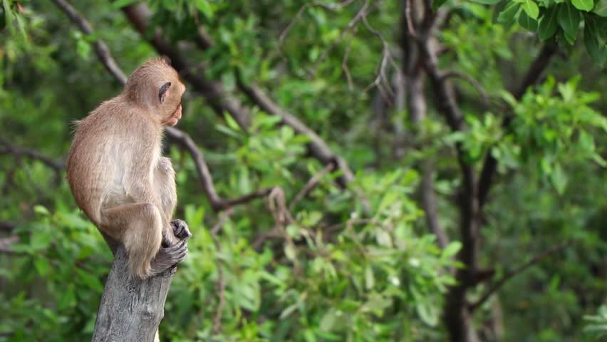 Long-tailed Macaque is Monkey Live Stock Footage Video (100% Royalty ...