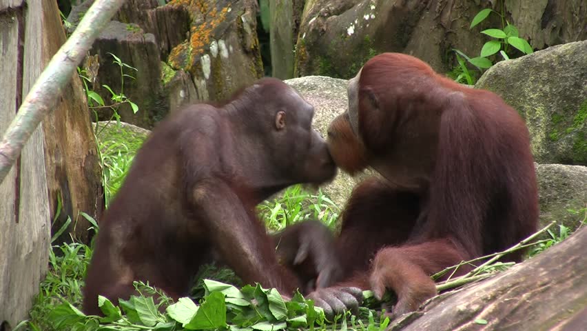A Pair of Orangutans Showing Stock Footage Video (100% Royalty-free ...