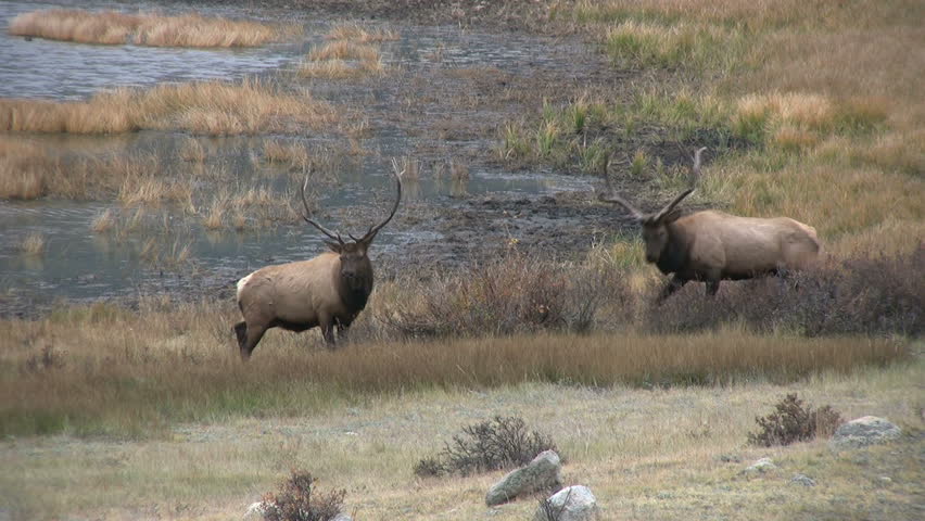 Large Bull Elk Running Through A River With Water Splashing And Female ...