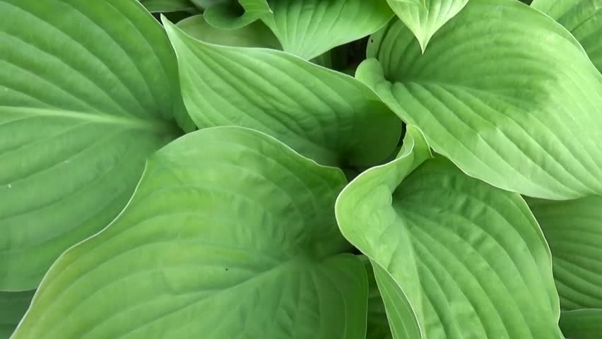 Fresh Green Leaves Of Hosta Plant In The Garden. HD Video Footage ...