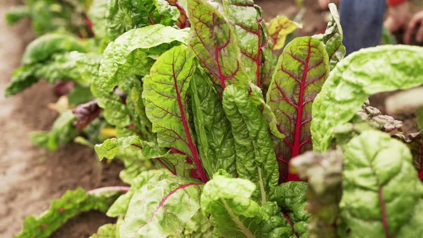 Mangold Plant On a Field Stock Footage Video (100% Royalty-free ...