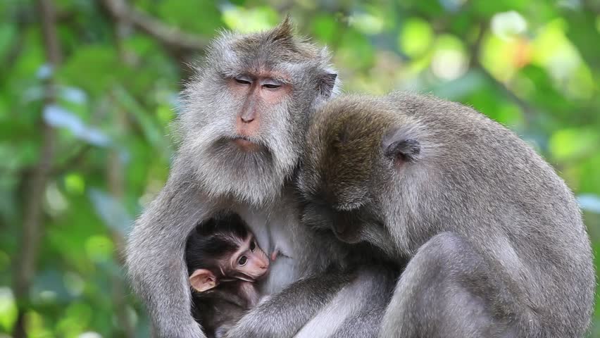 Sleeping Monkey Family At Sacred Monkey Forest In Ubud, Bali, Indonesia ...