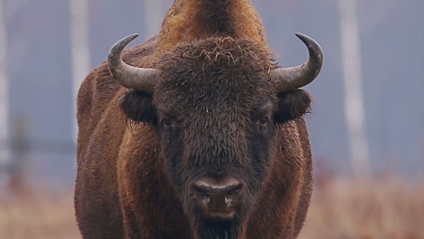 Bison Stock Video Footage - 4K and HD Video Clips | Shutterstock