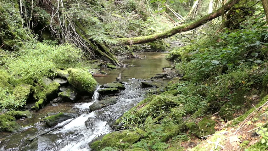 Mountain Spring Creek Stream Through Forest. Beautiful Mountain Forest ...