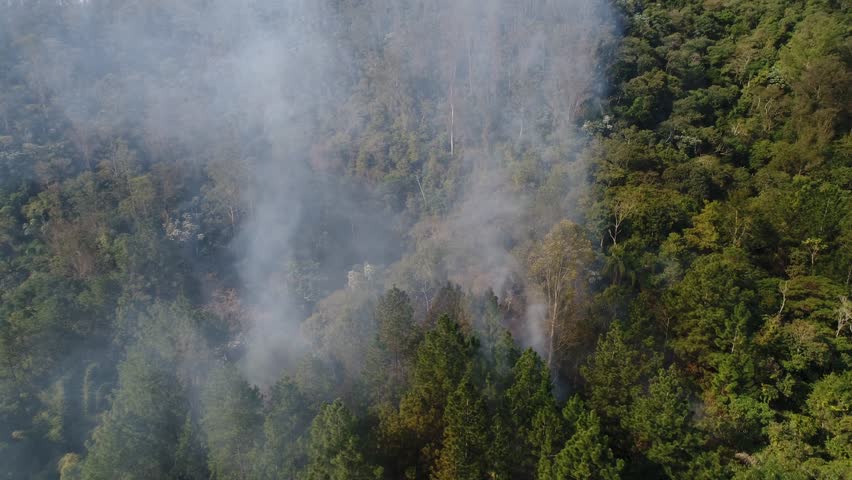 Stock Video Clip of Forest Fire - Burning Tree Aerial | Shutterstock
