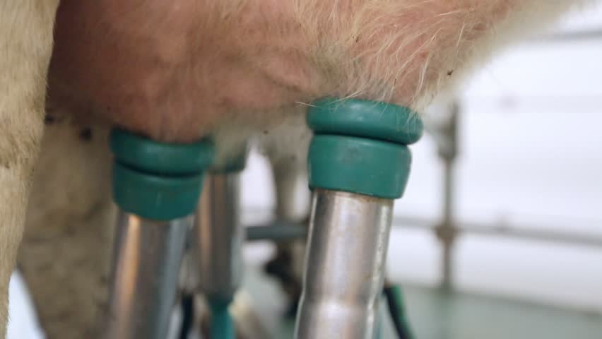 Udder Of Cow Preparing To Be Milking By Milking Machine/Cow Udder ...