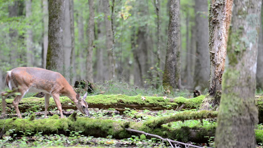 White-tailed Deer Walking Through the Stock Footage Video (100% Royalty ...