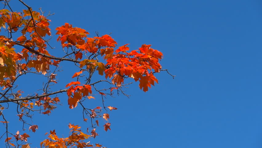 Red Maple Autumn Leaves Falling Down From Tree On Blue Sky Background ...