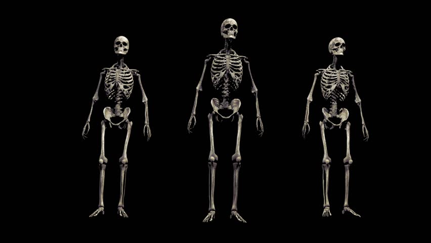 3D Male And Female Skeleton Comparison With See Through Skin Overlay ...