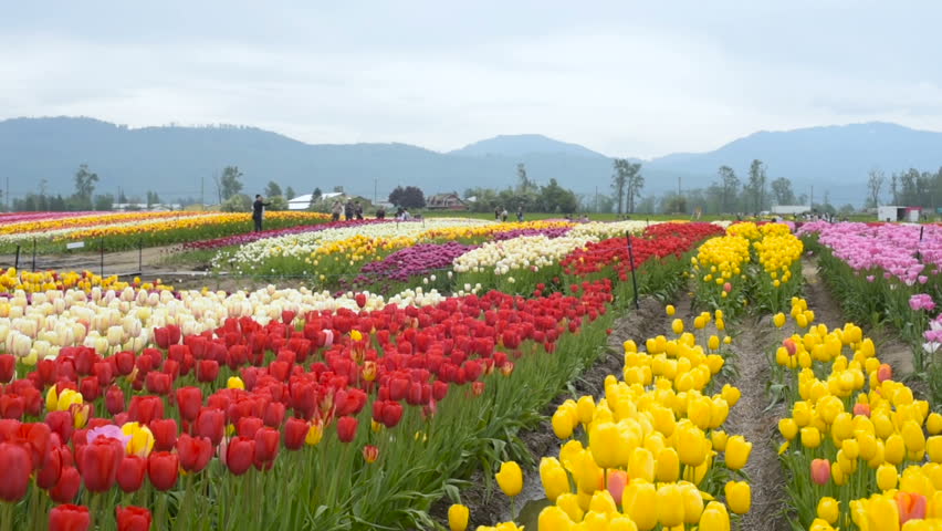 Beautiful Tulip Field in Mountains Stock Footage Video (100% Royalty ...