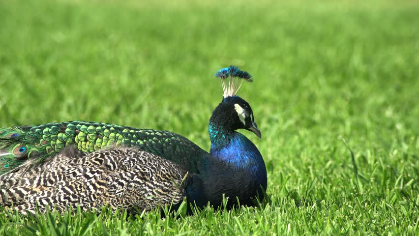Peacock on the ground image - Free stock photo - Public Domain photo ...