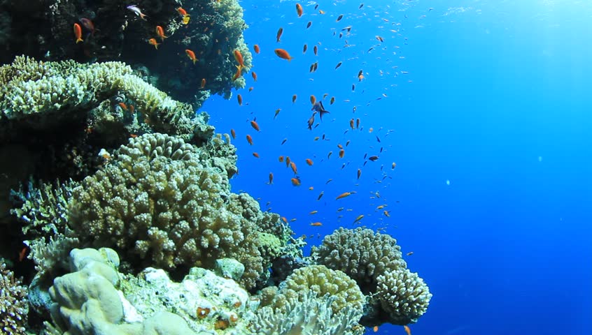 Underwater Stock Footage Video | Shutterstock