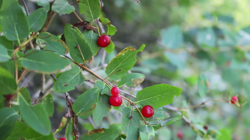 Coca Bush (Erythroxylum Coca) Stock Footage Video 335041 | Shutterstock