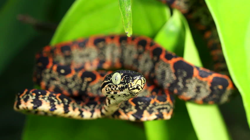 Stock video of juvenile amazon tree boa (corallus hortulanus ...