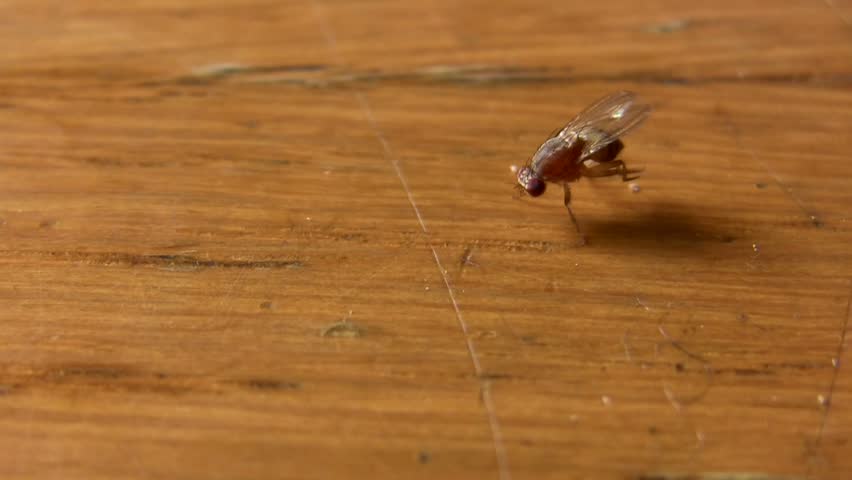 House Fly Insect On Food Stockvideos & Filmmaterial (100 % lizenzfrei ...