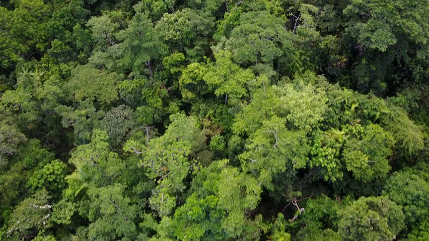 Jungle Forest Canopy, Aerial Drone Stock Footage Video (100% Royalty ...