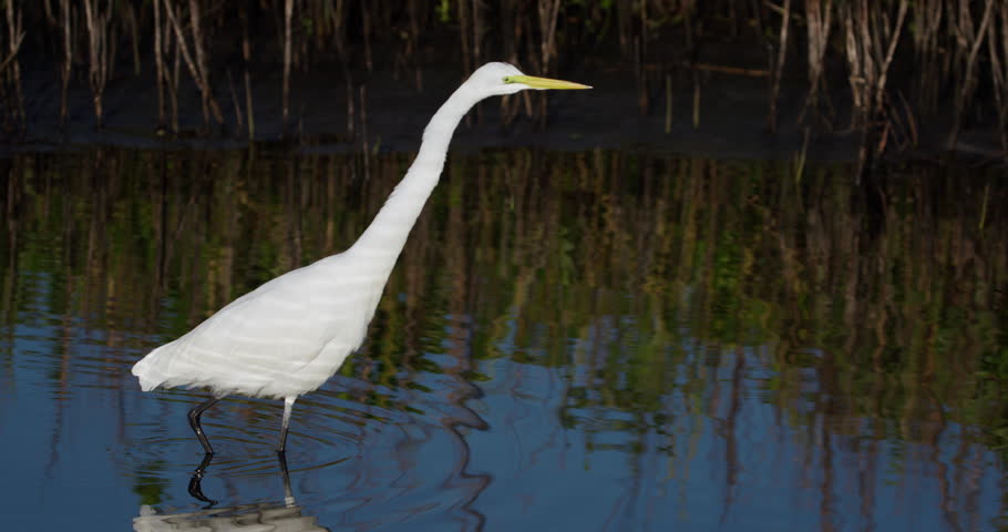 Marsh landscape with Egrets image - Free stock photo - Public Domain ...