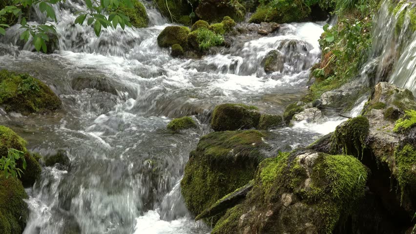 View Of A Forest Stream In National Park Oregon Pacific Northwest ...