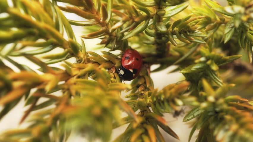 Ladybug Macro Close-up image - Free stock photo - Public Domain photo ...