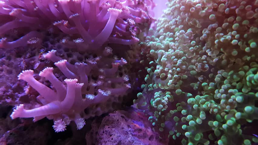 Colorful Corals Move in Water. Stock Footage Video (100% Royalty-free ...