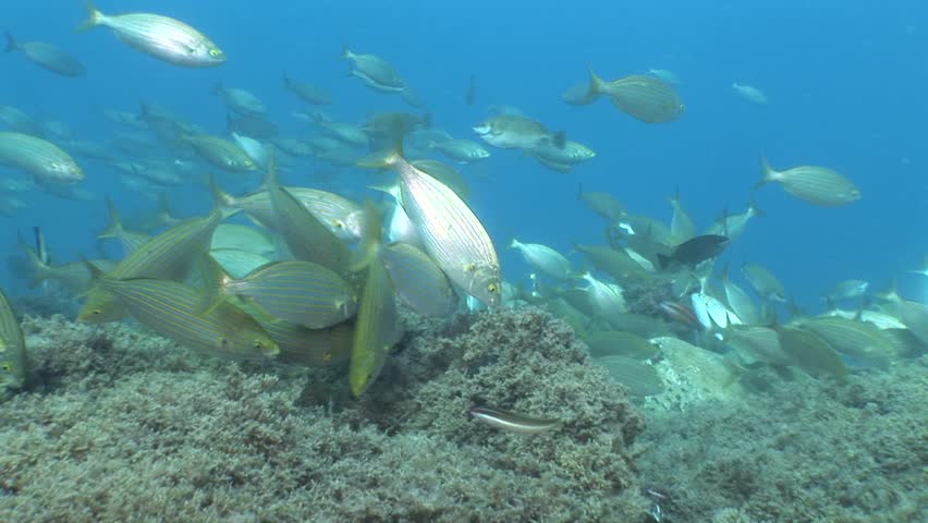 Salma Stock Video Footage - 4K and HD Video Clips | Shutterstock