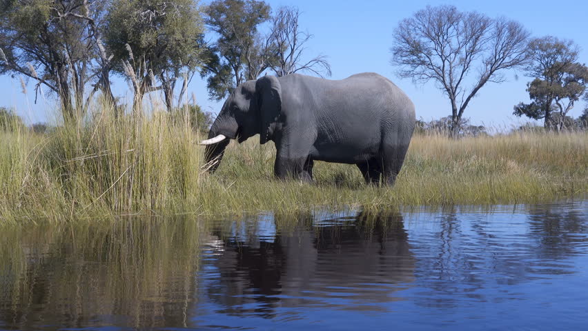 Elephant Eating Grass Roots Plucked Stock Footage Video (100% Royalty ...